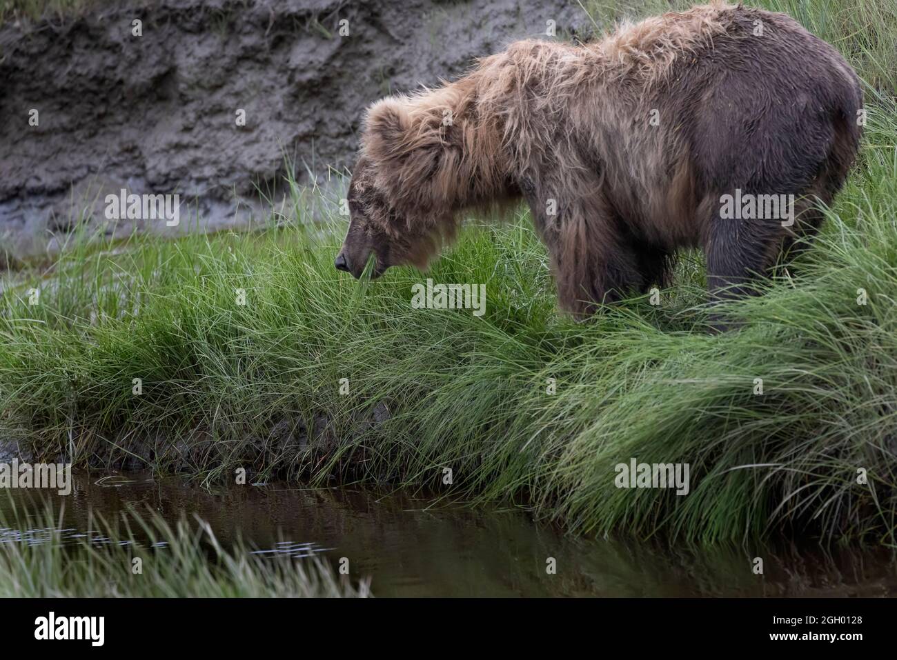 Coastal Brown Bears digging for clams and browsing in sedge; Lake Clark ...