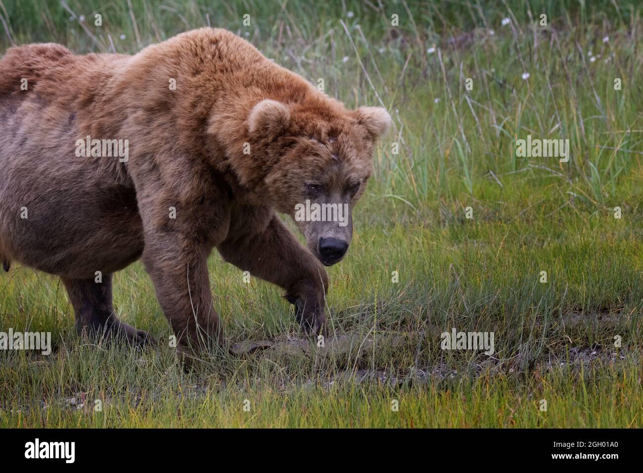 Coastal Brown Bears digging for clams and browsing in sedge; Lake Clark ...