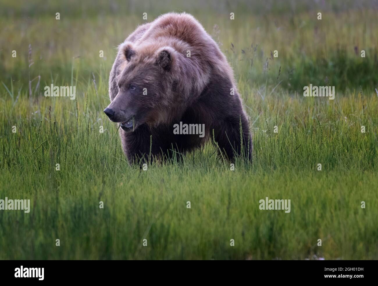 Coastal Brown Bears digging for clams and browsing in sedge; Lake Clark ...