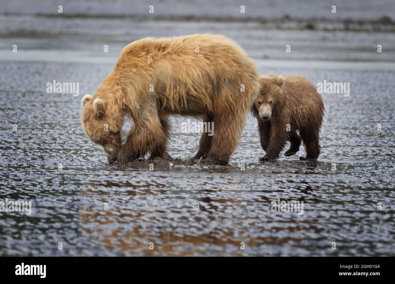 Coastal Brown Bears digging for clams and browsing in sedge; Lake Clark ...