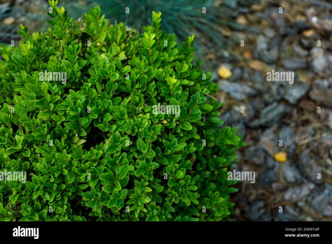Ball shape plant hi-res stock photography and images - Alamy
