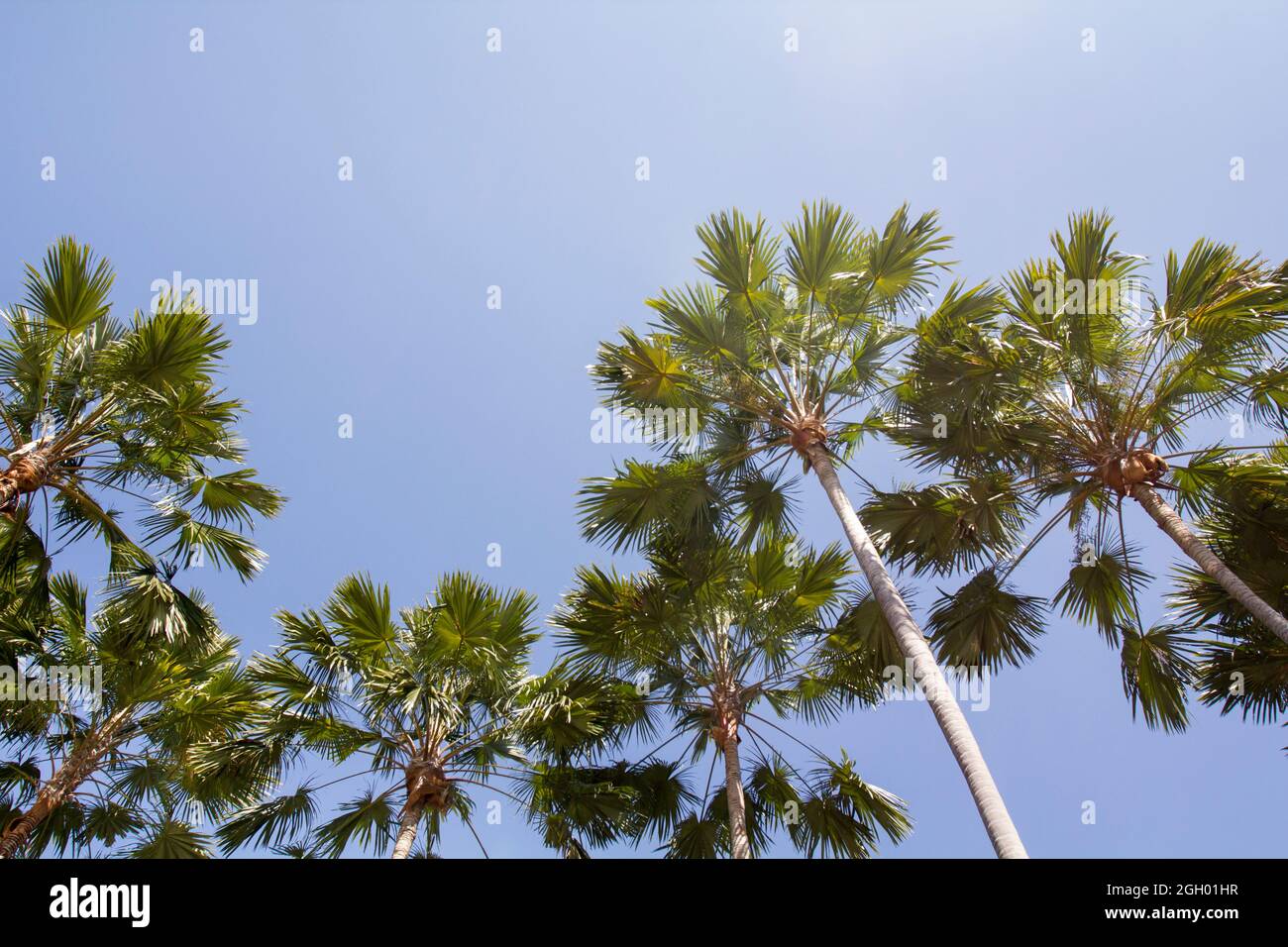 Java palm or Livistona rotundifolia in botanic garden Stock Photo - Alamy