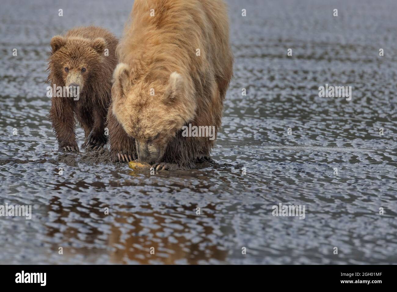 Coastal Brown Bears digging for clams and browsing in sedge; Lake Clark ...
