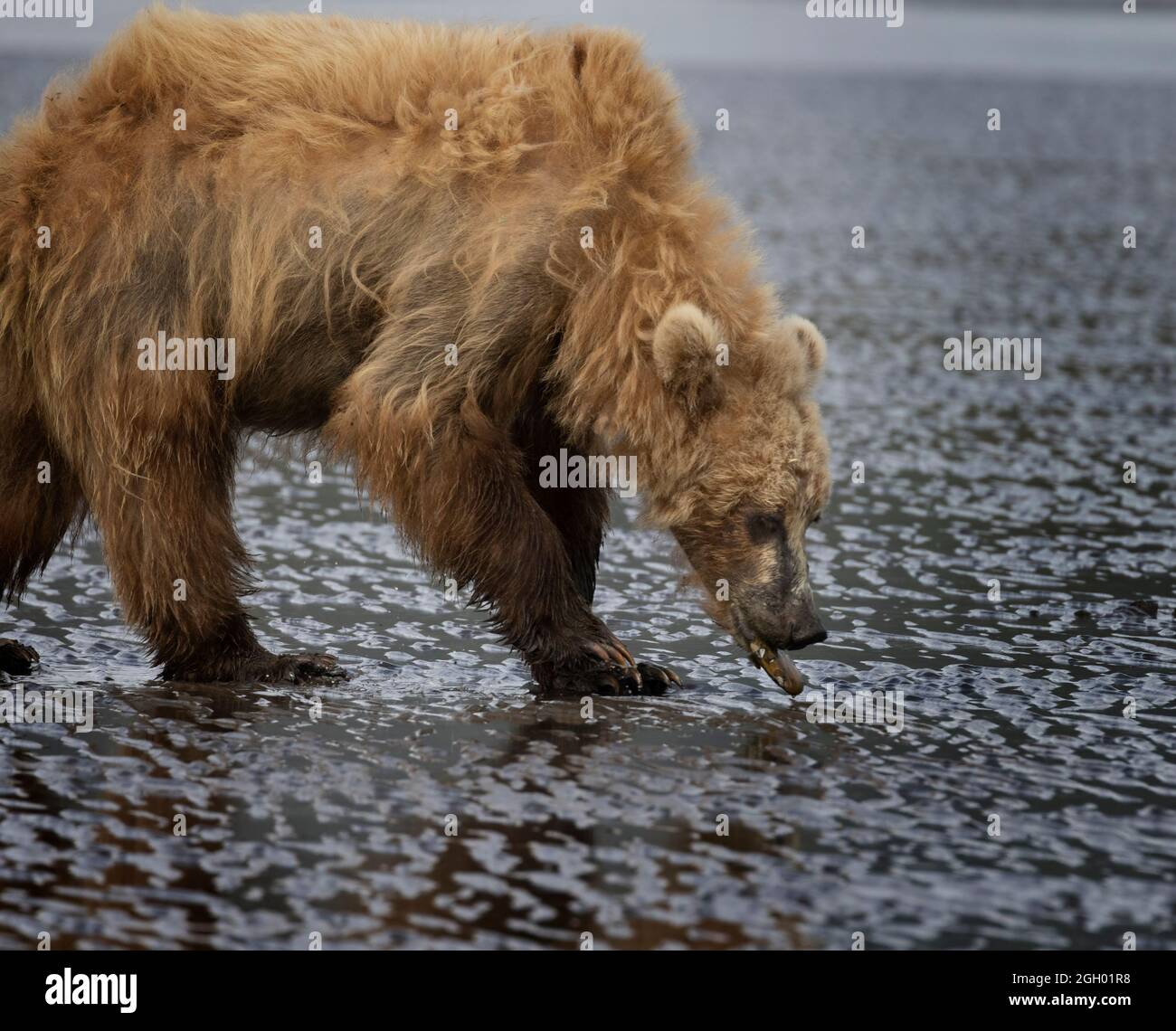 Coastal Brown Bears digging for clams and browsing in sedge; Lake Clark ...