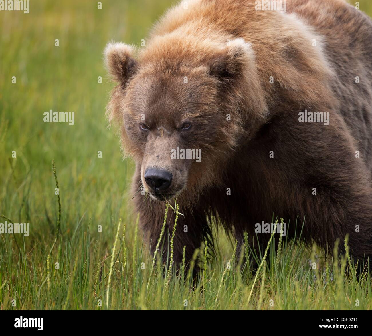 Coastal Brown Bears digging for clams and browsing in sedge; Lake Clark ...