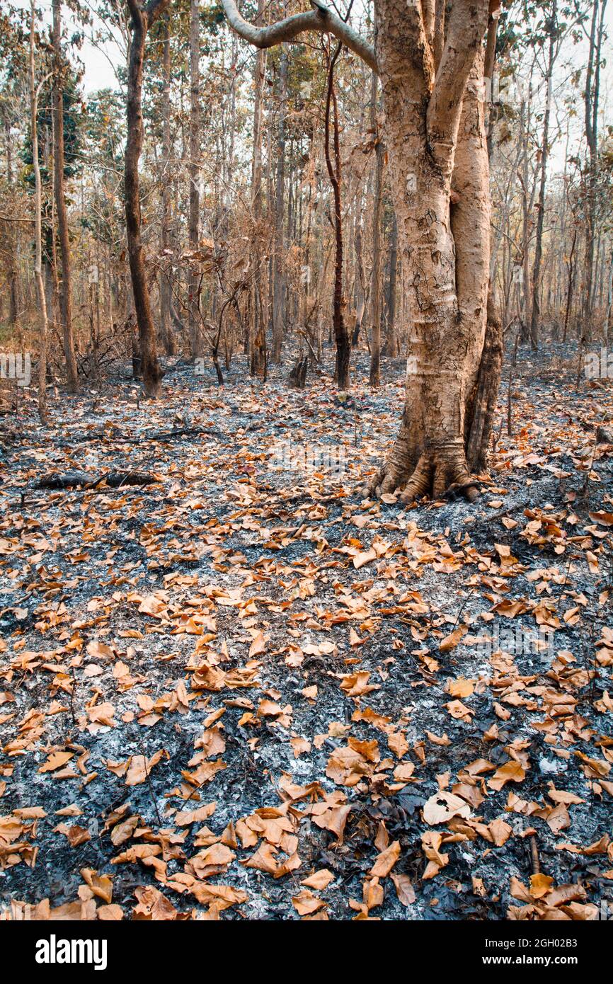 leafy forest after fire Stock Photo - Alamy