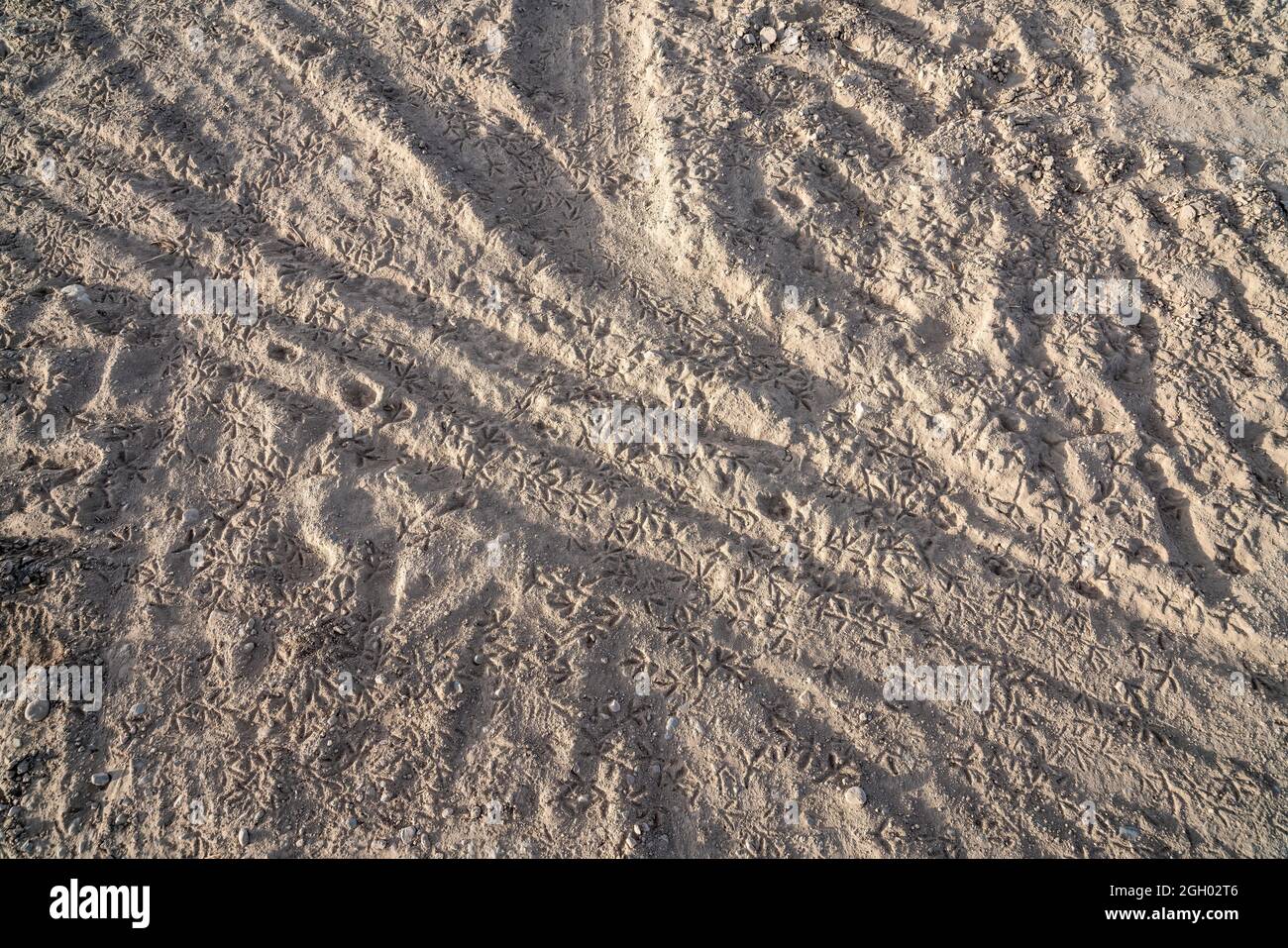 Claw prints hi-res stock photography and images - Alamy
