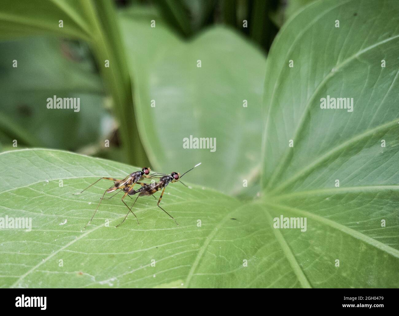 Stilt legs bug hi-res stock photography and images - Alamy