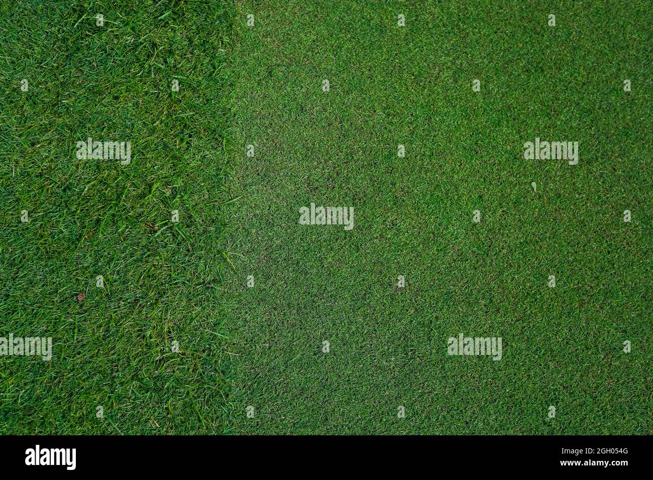 Natural grass in a golf field top view Stock Photo - Alamy
