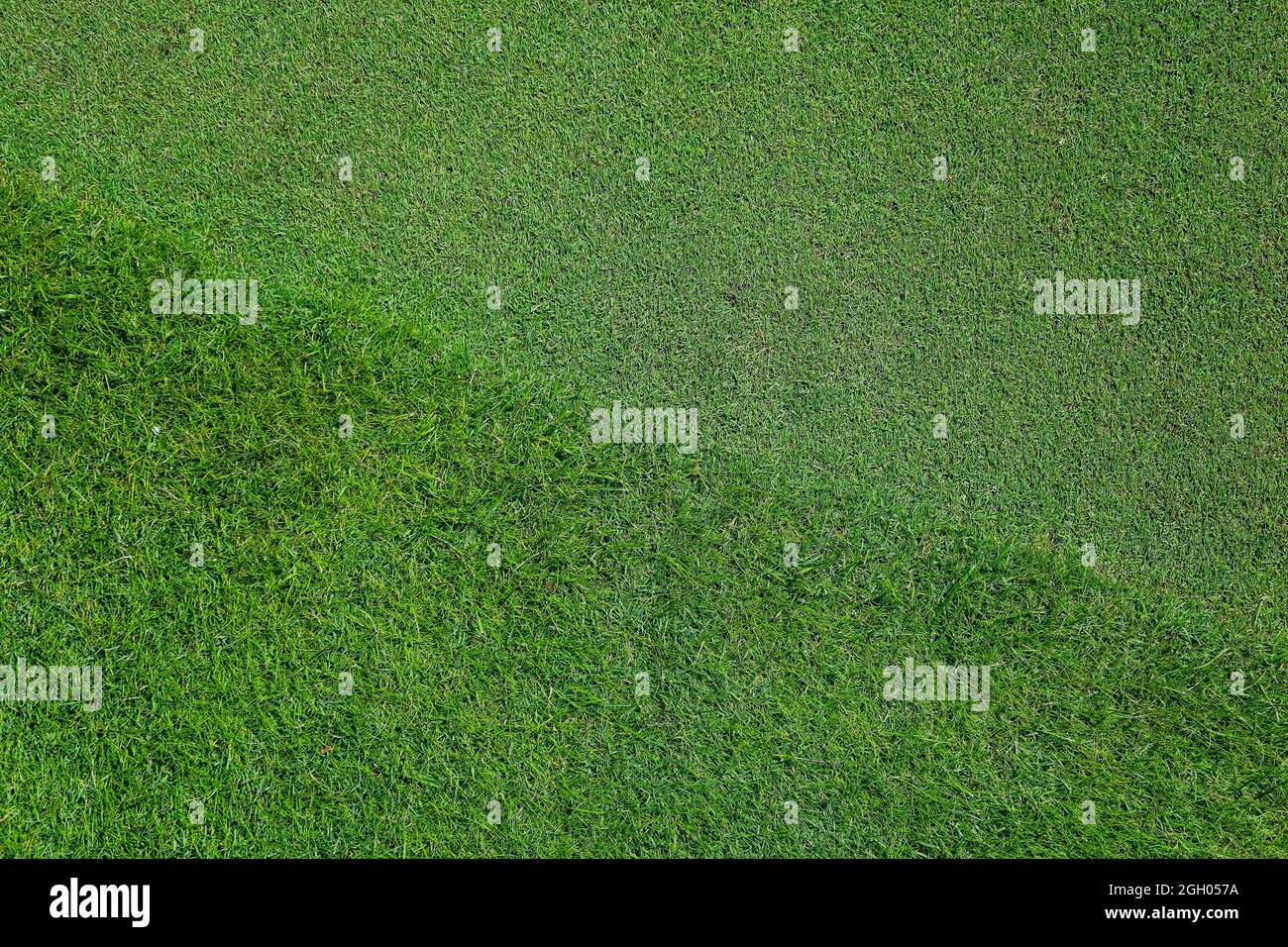 Natural grass in a golf field top view Stock Photo - Alamy