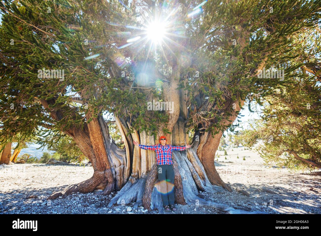 Ancient Bristlecone Pine Tree showing the twisted and gnarled features ...
