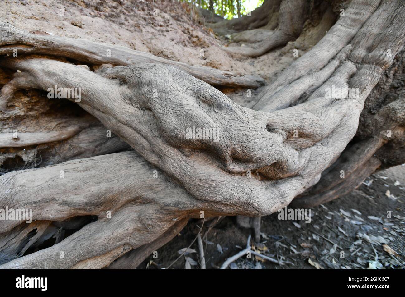 Tree roots growing sideways hi-res stock photography and images - Alamy