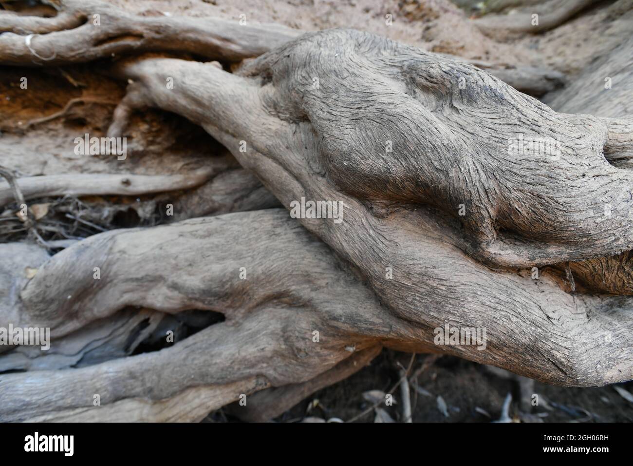 Colossal tree roots seen growing sideways along McKinlay River creek ...