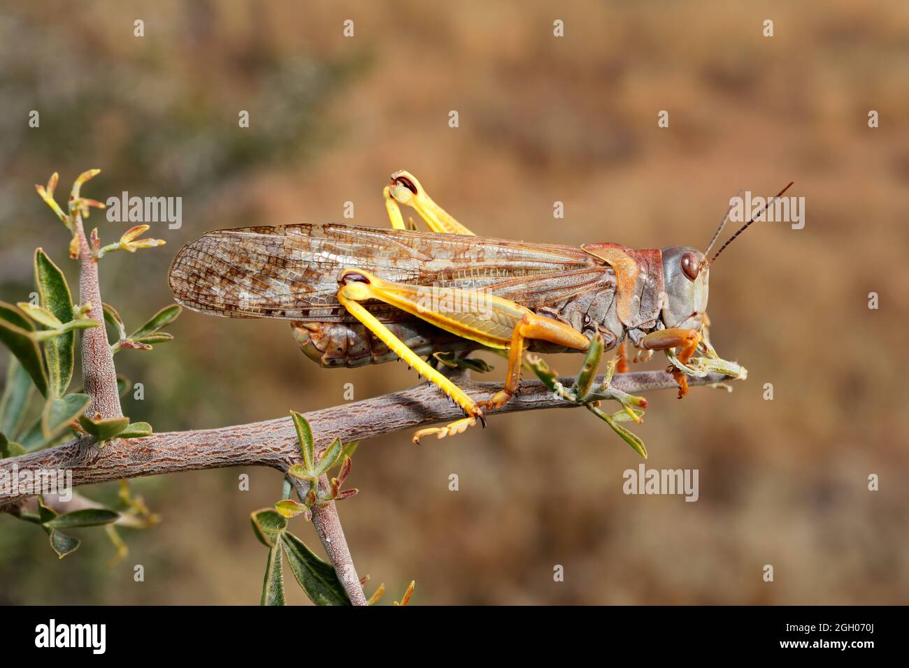 Brown locust hi-res stock photography and images - Alamy