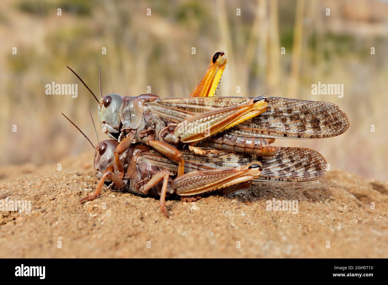 A pair of brown locusts (Locustana pardalina) mating, South Africa ...