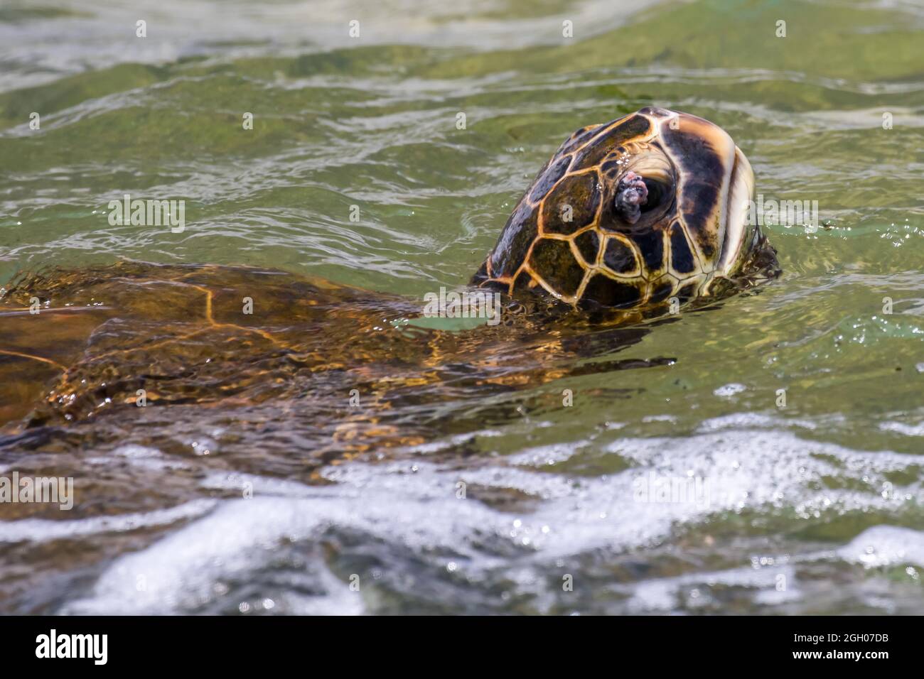 Green Turtle with Fibropapilloma tumor growing on eye Stock Photo - Alamy