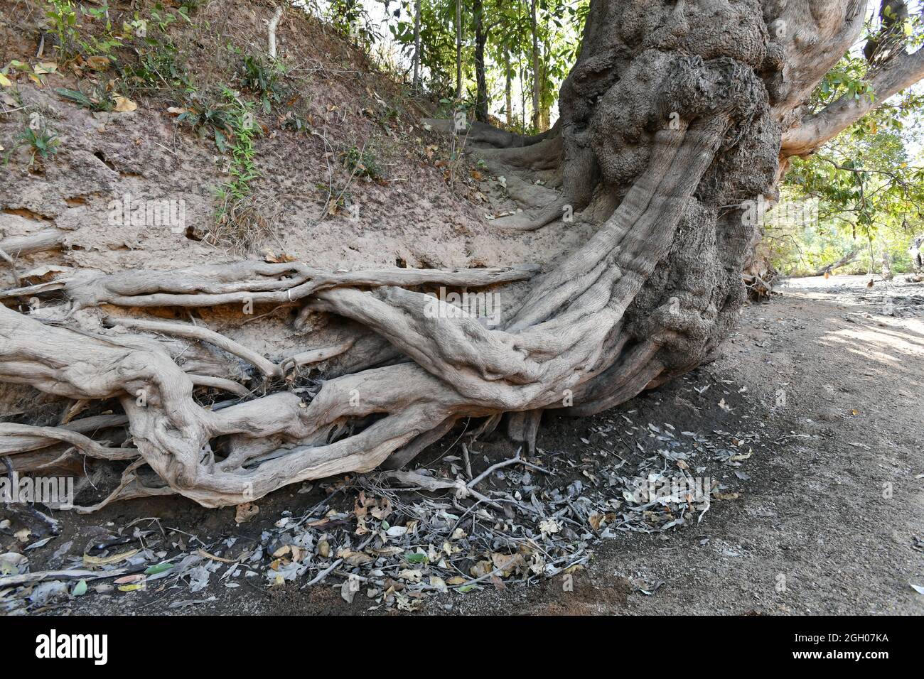 Colossal tree roots seen growing sideways along McKinlay River creek ...