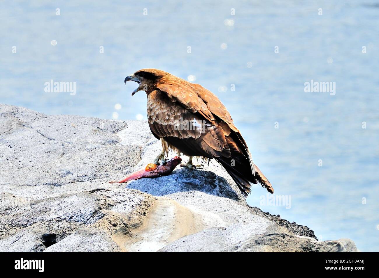 Kite Fish High Resolution Stock Photography and Images - Alamy