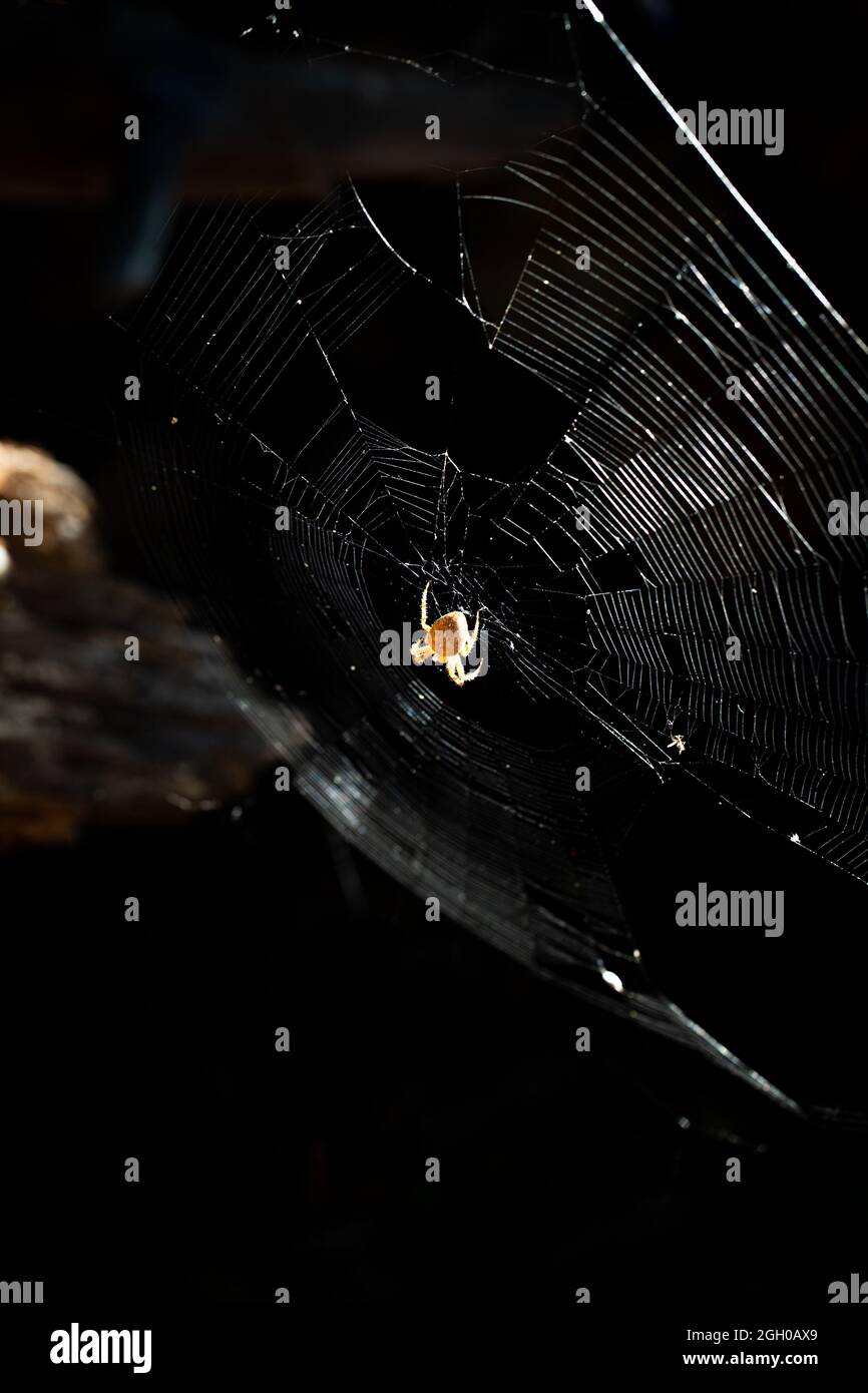 Spider with net hi-res stock photography and images - Alamy