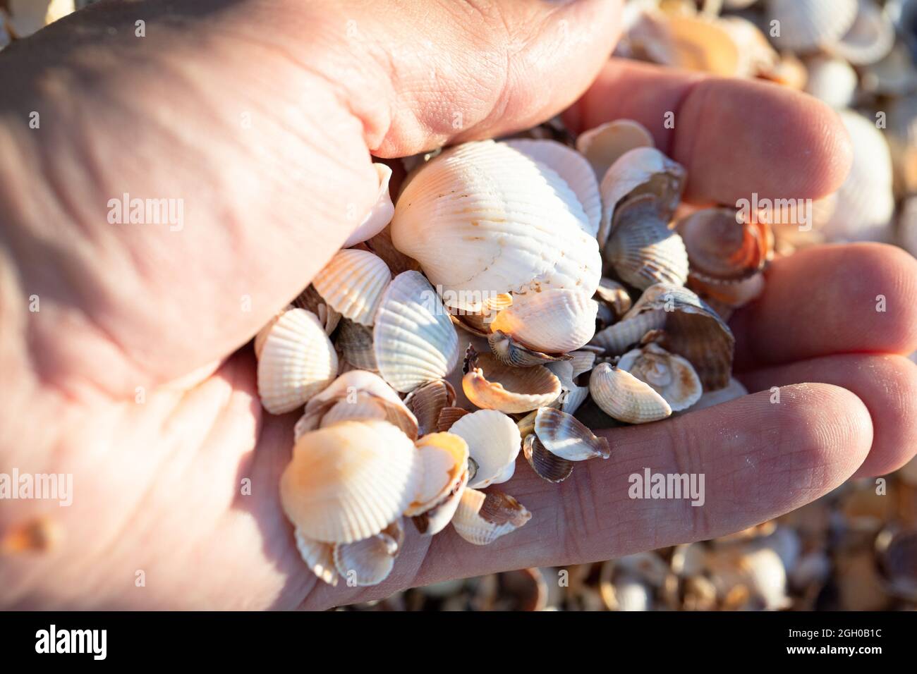 Hand holding shells hi-res stock photography and images - Alamy