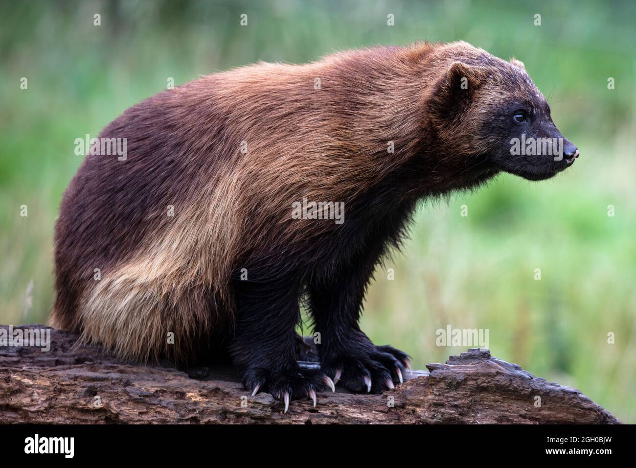 Wolverine in captivity at ZSL Whipsnade Zoo Stock Photo - Alamy