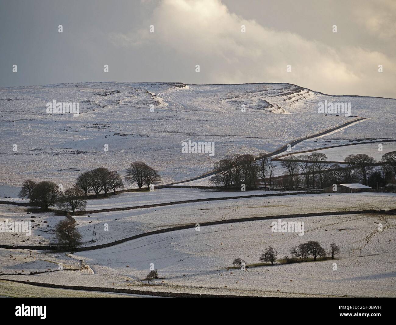 Winter landscape with farm in trees in snowy fields lined with walls ...