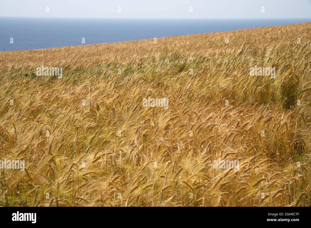 Growing of grain hi-res stock photography and images - Alamy