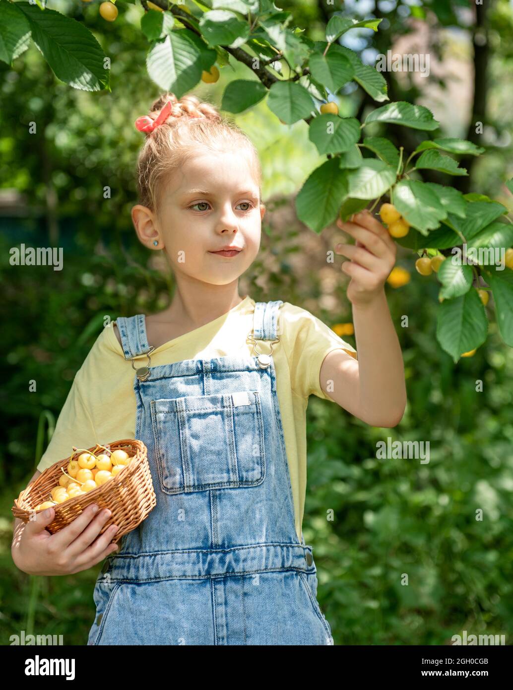 Cute little girl picks a sweet cherry from a tree in cherry garden Stock Photo - Alamy