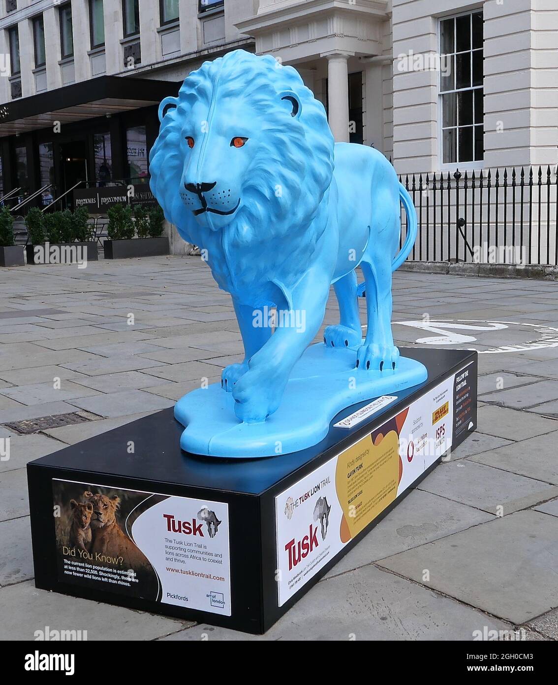 You might see Lions prowling around Piccadilly over the next few weeks ...