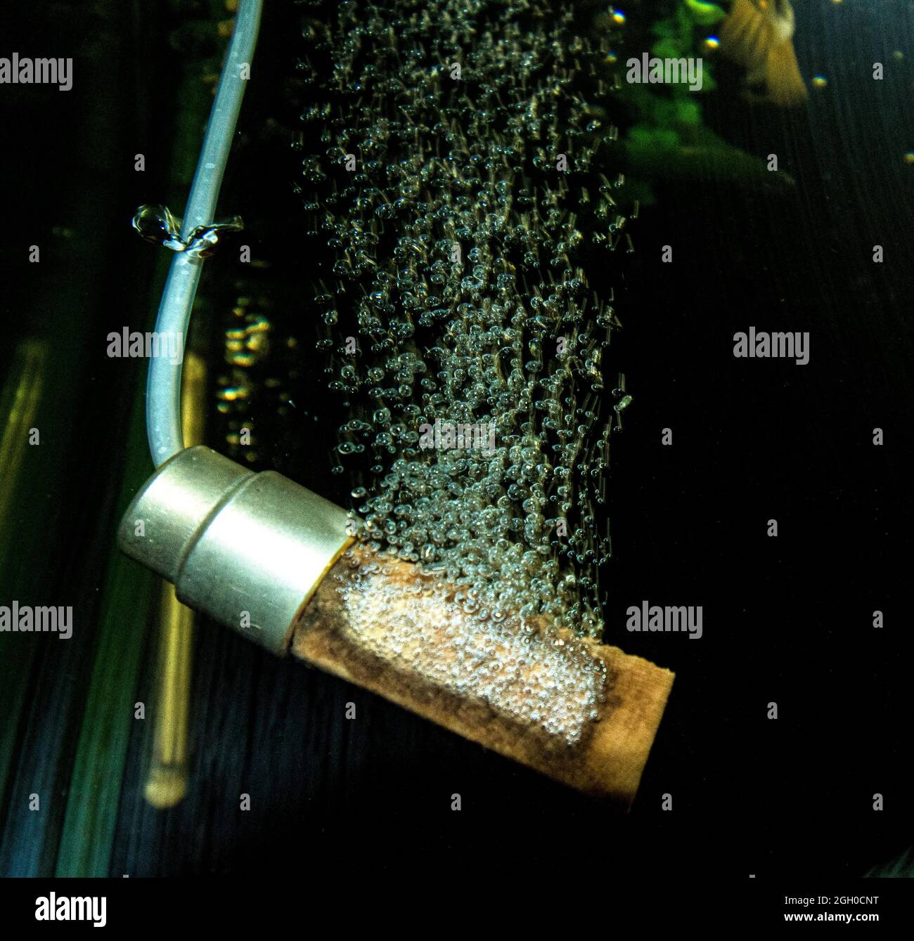 Air bubbles fish hi-res stock photography and images - Alamy