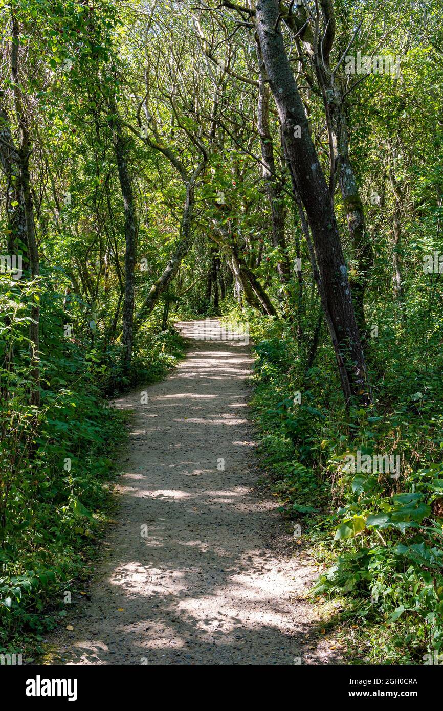 Path through the woods in dappled light Stock Photo - Alamy