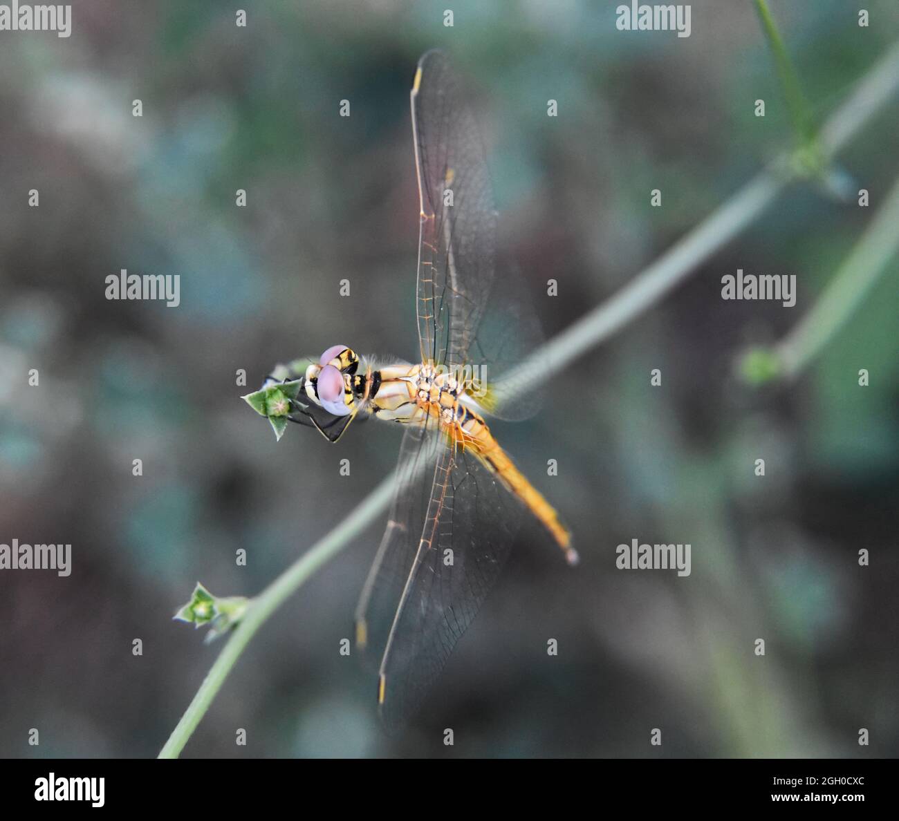 High angle shot of a small dragonfly sitting on a branch Stock Photo ...
