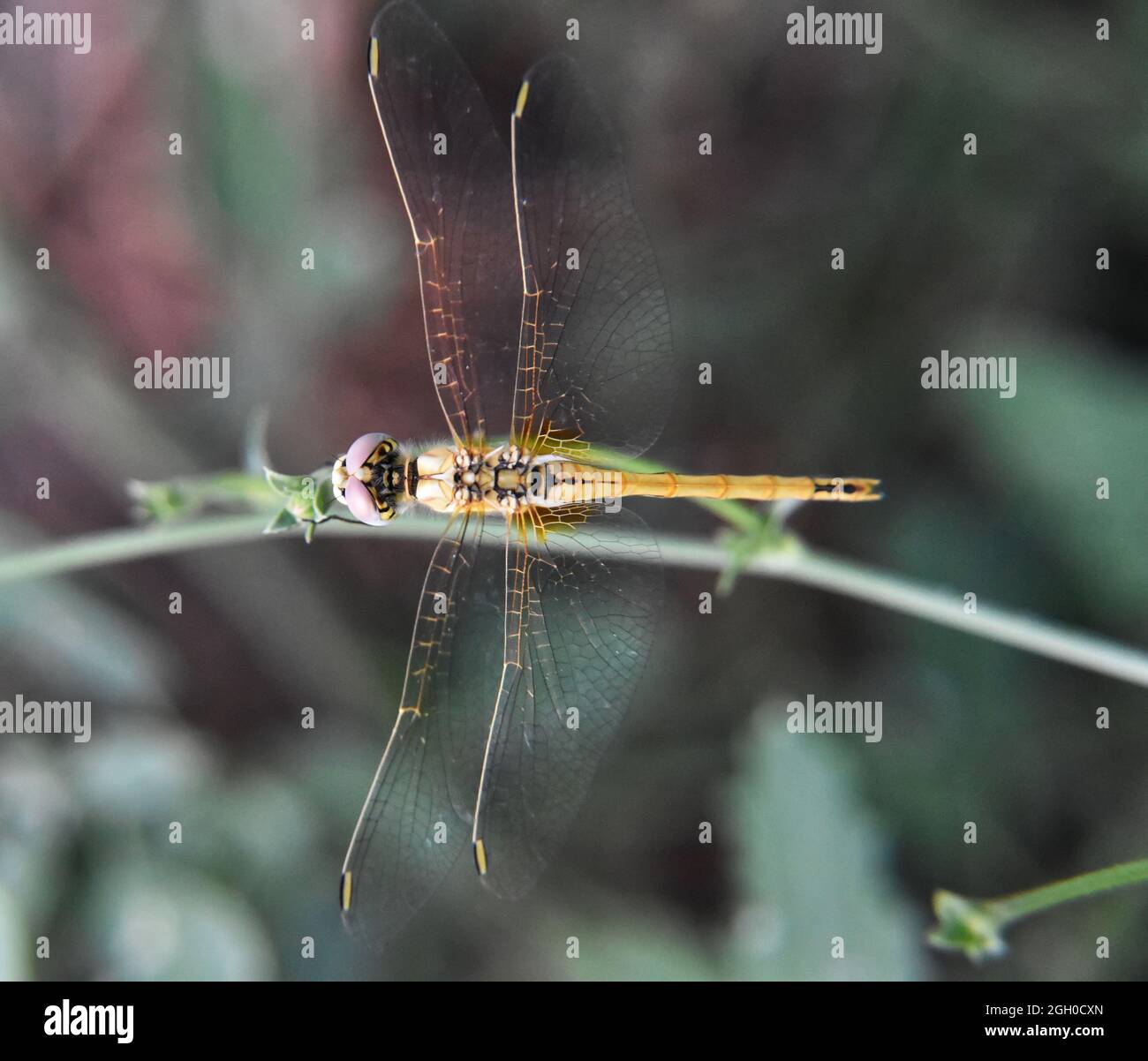 Top view dragonfly sitting hi-res stock photography and images - Alamy