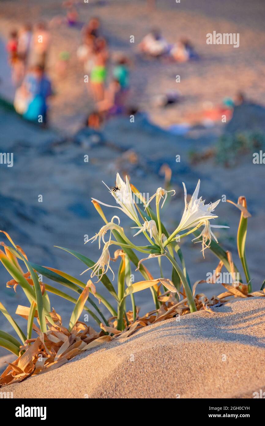 Famous sandy beach of Falasarna at the north west of Chania, Crete ...