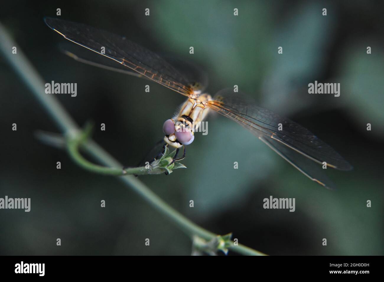 Small dragonfly sitting on a branch Stock Photo - Alamy