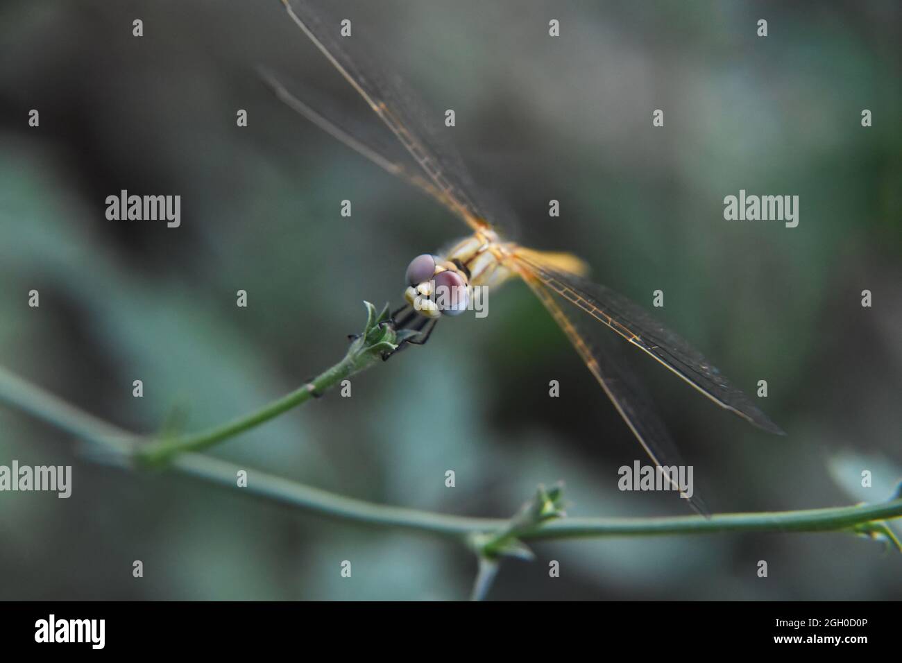 Small dragonfly sitting on a branch Stock Photo - Alamy