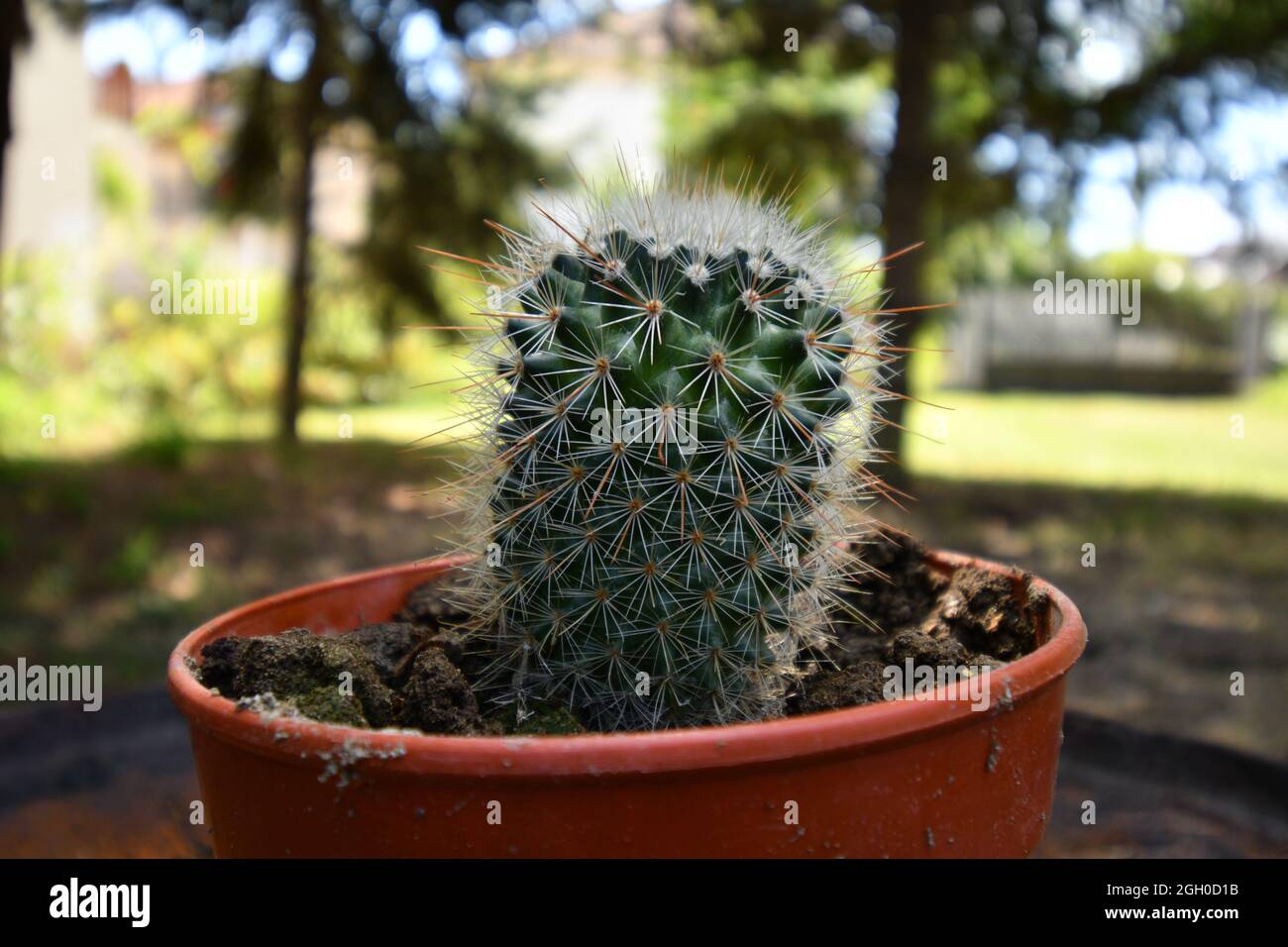 Closeup small cactus plant hi-res stock photography and images - Alamy