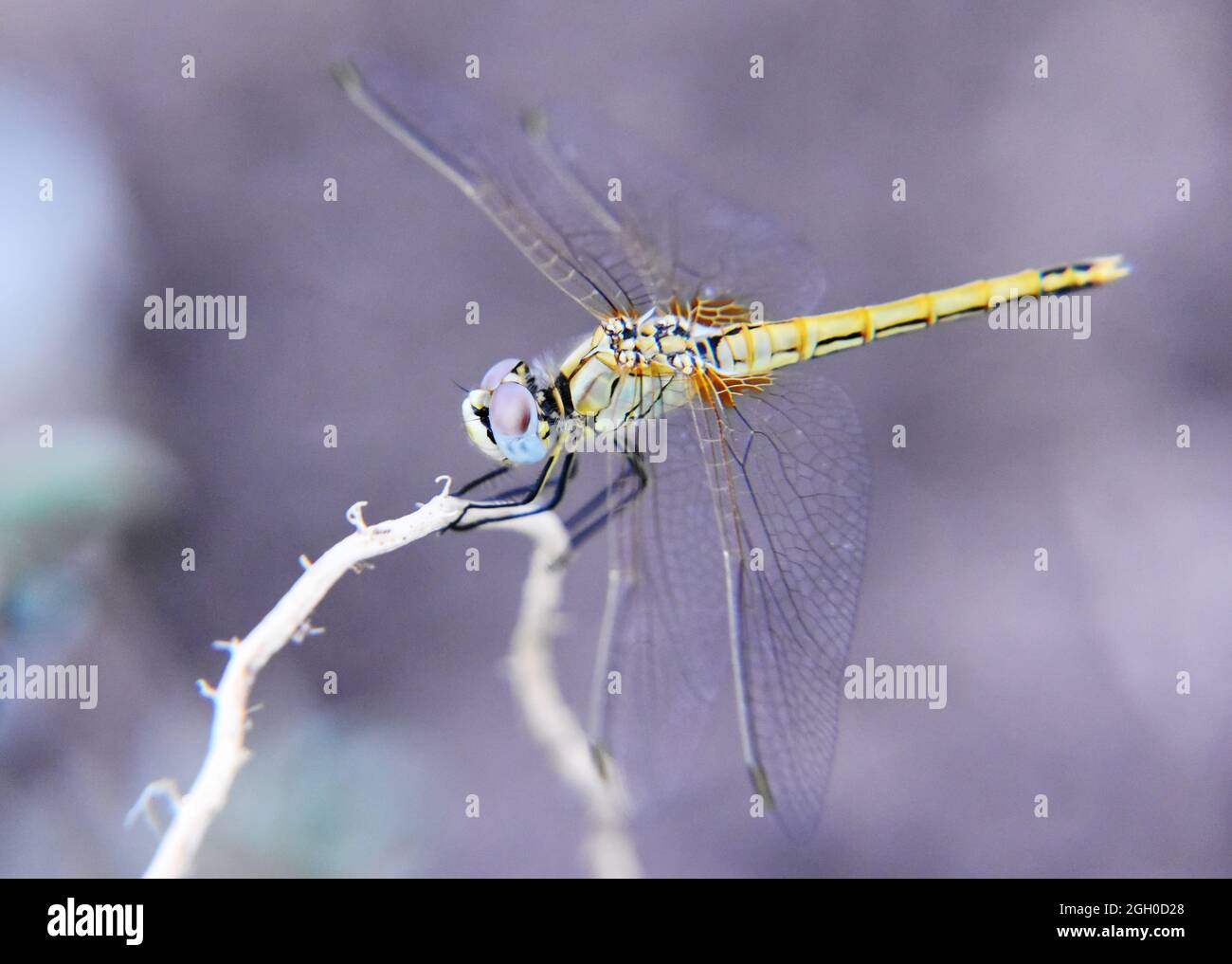 Small dragonfly sitting on a branch Stock Photo - Alamy