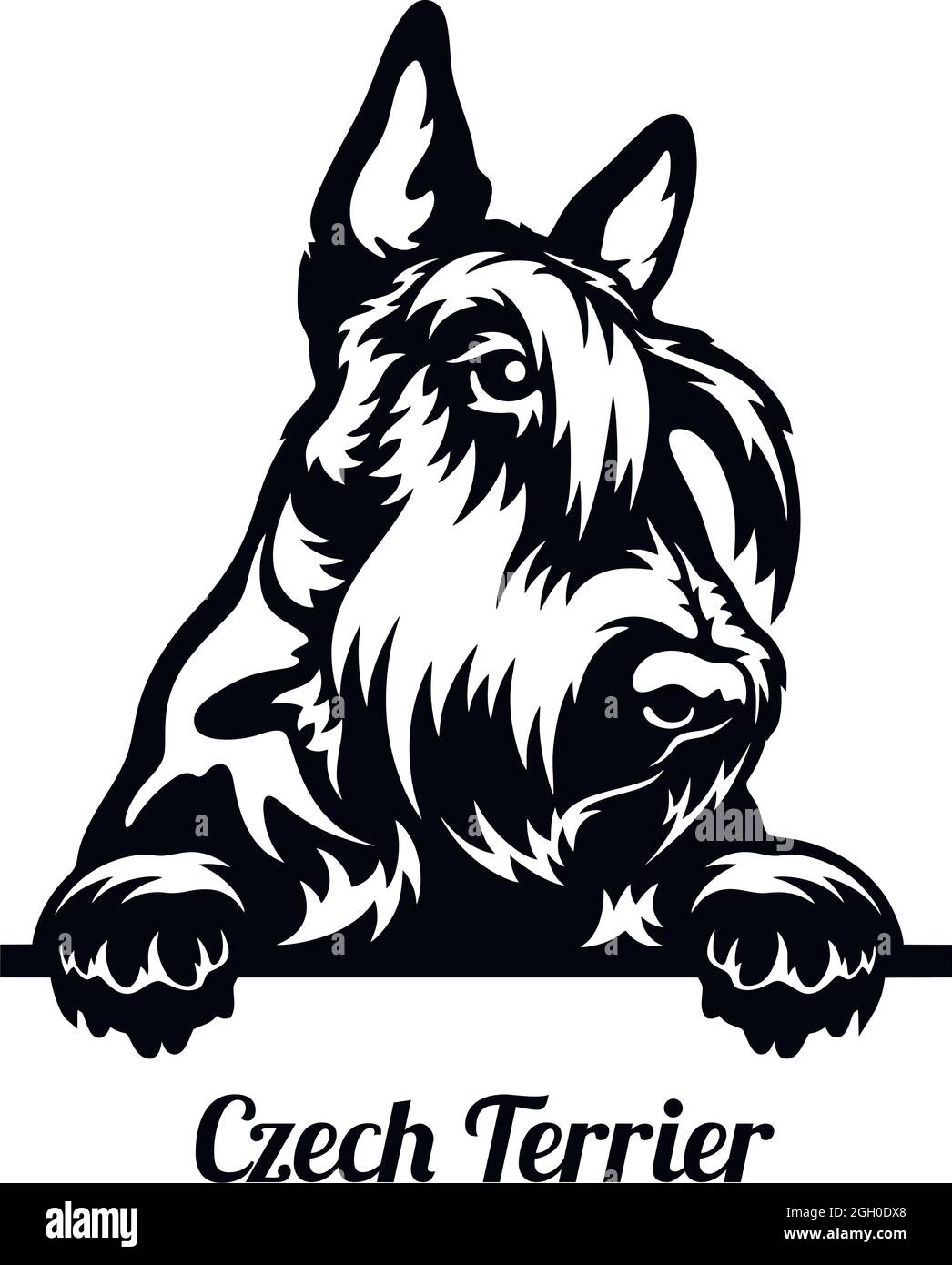 Czech Terrier Peeking Dog - head isolated on white - vector stock Stock ...