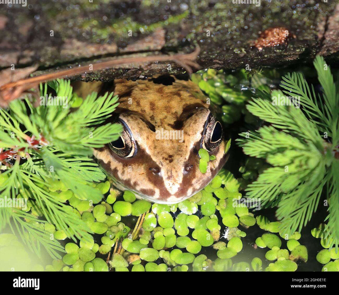 Frog weed pond hi-res stock photography and images - Alamy