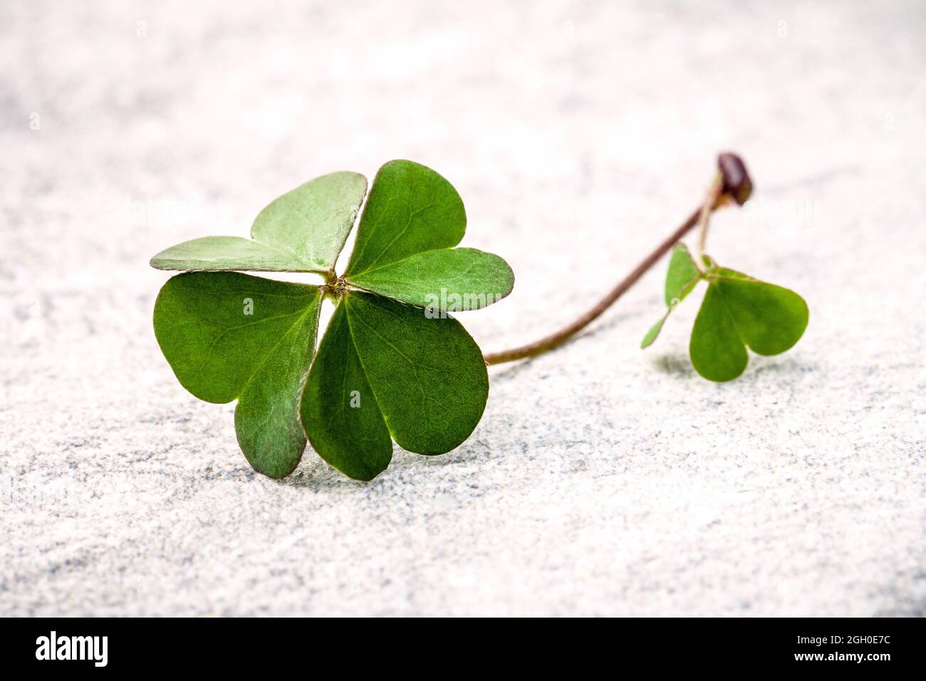 Clovers leaves on Stone .The symbolic of Four Leaf Clover the first is ...