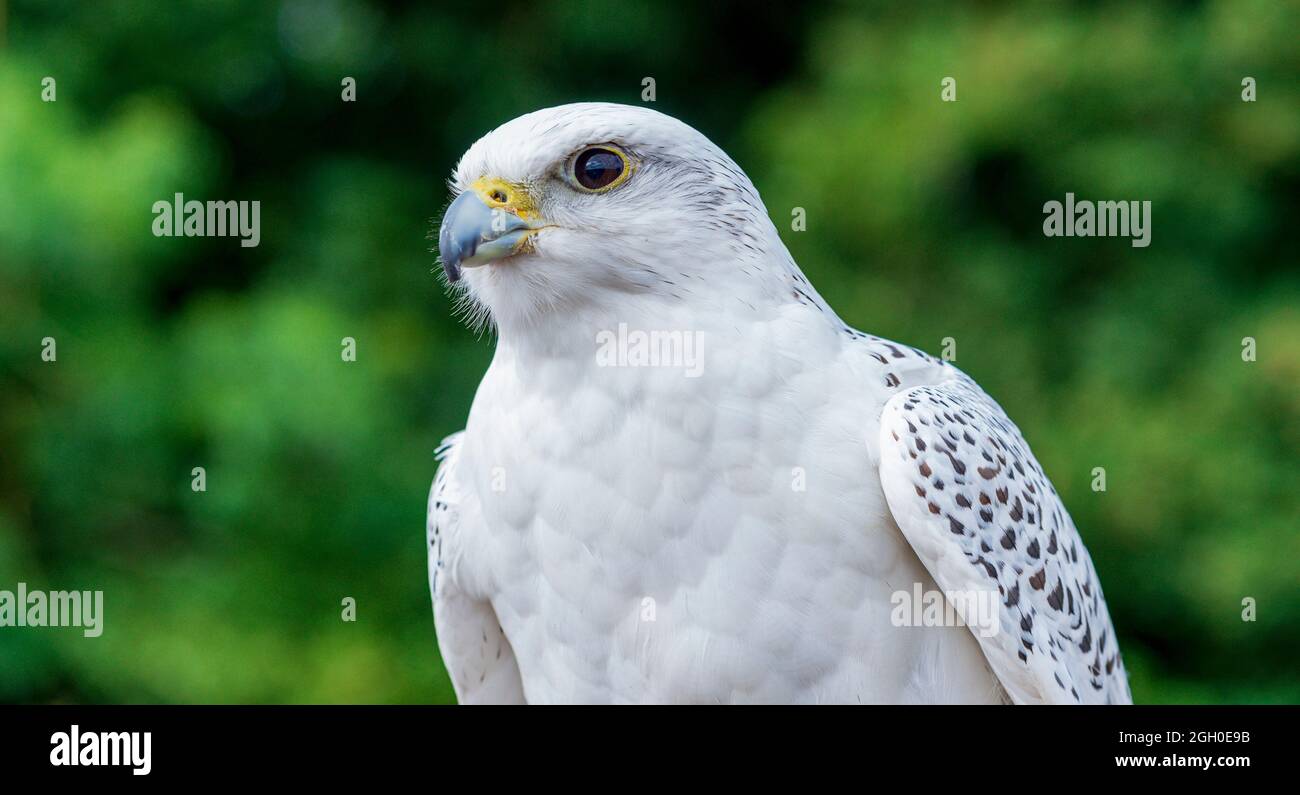 A five year old female Gyrfalcon, the largest of all the falcons Stock ...