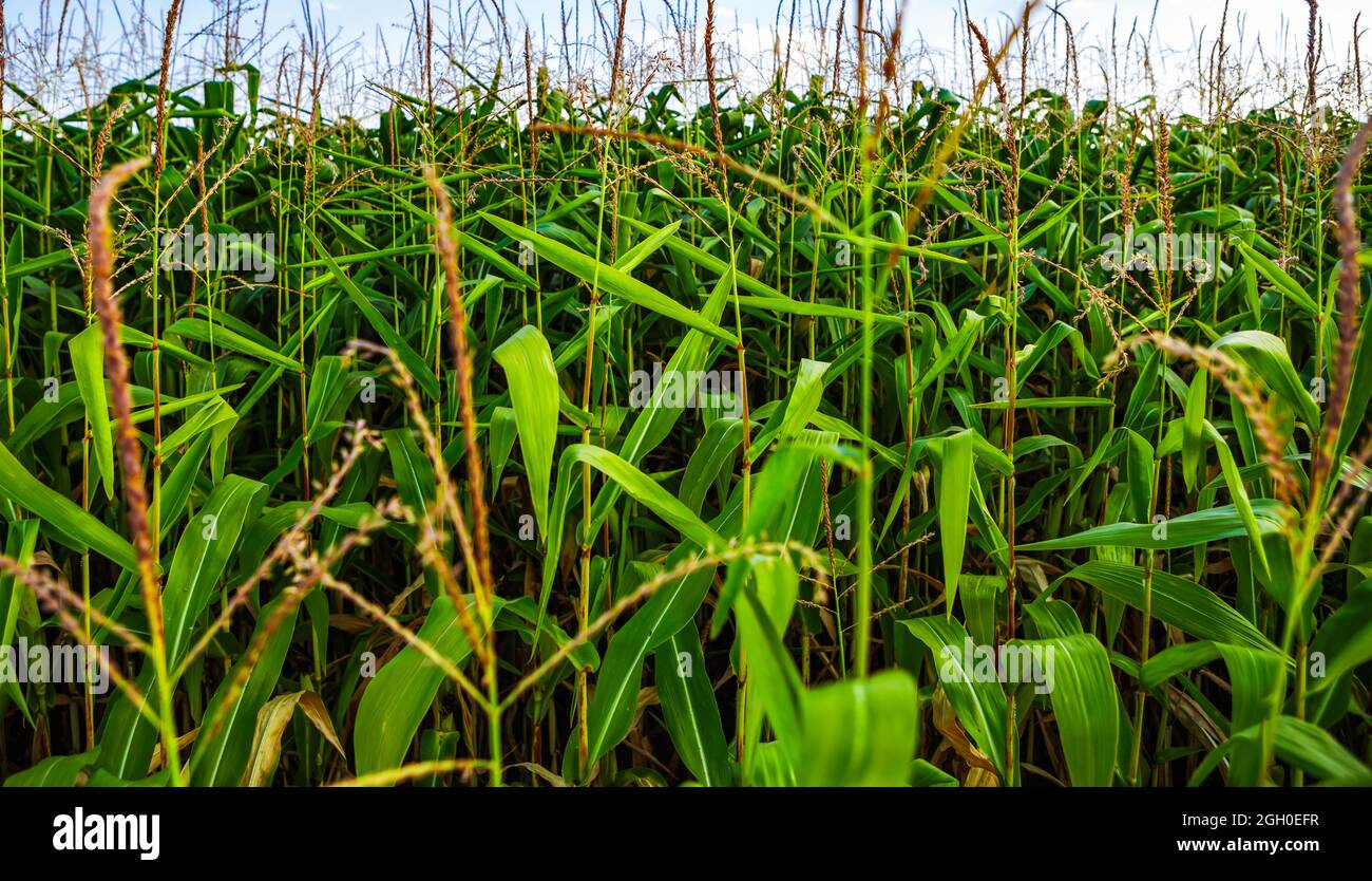 Cultivated green corn field on rural farm.Natural organic foods grow ...