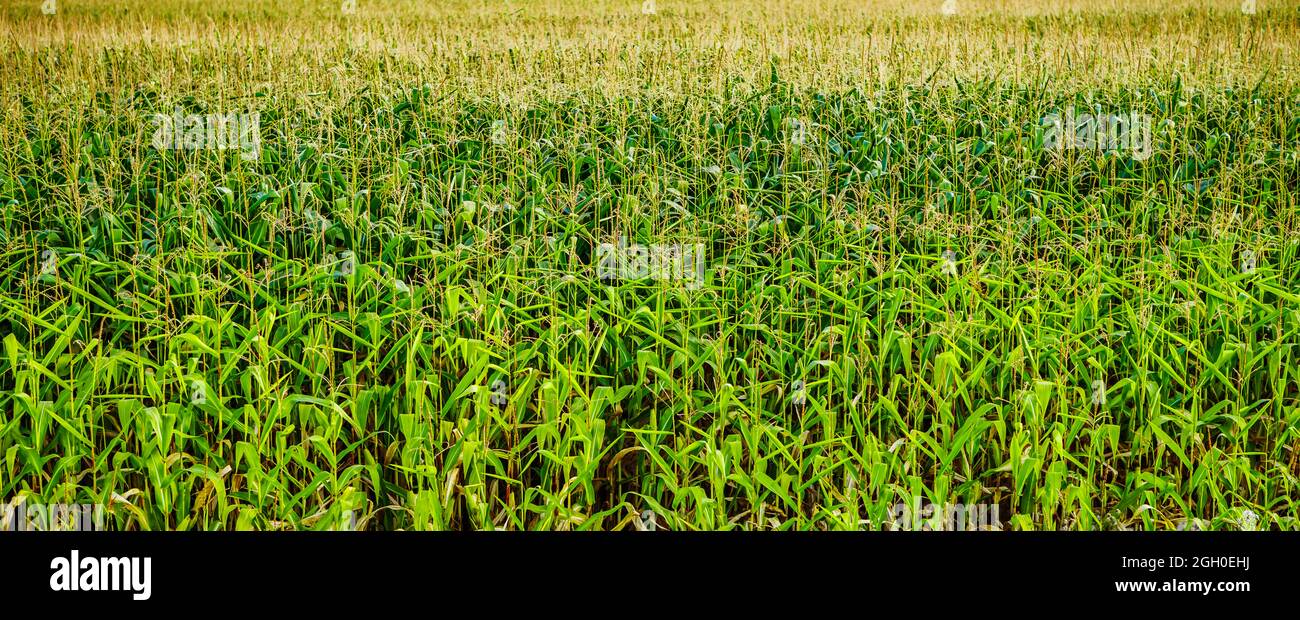 Green corn field on farm.Cultivated agricultural fields in summer ...