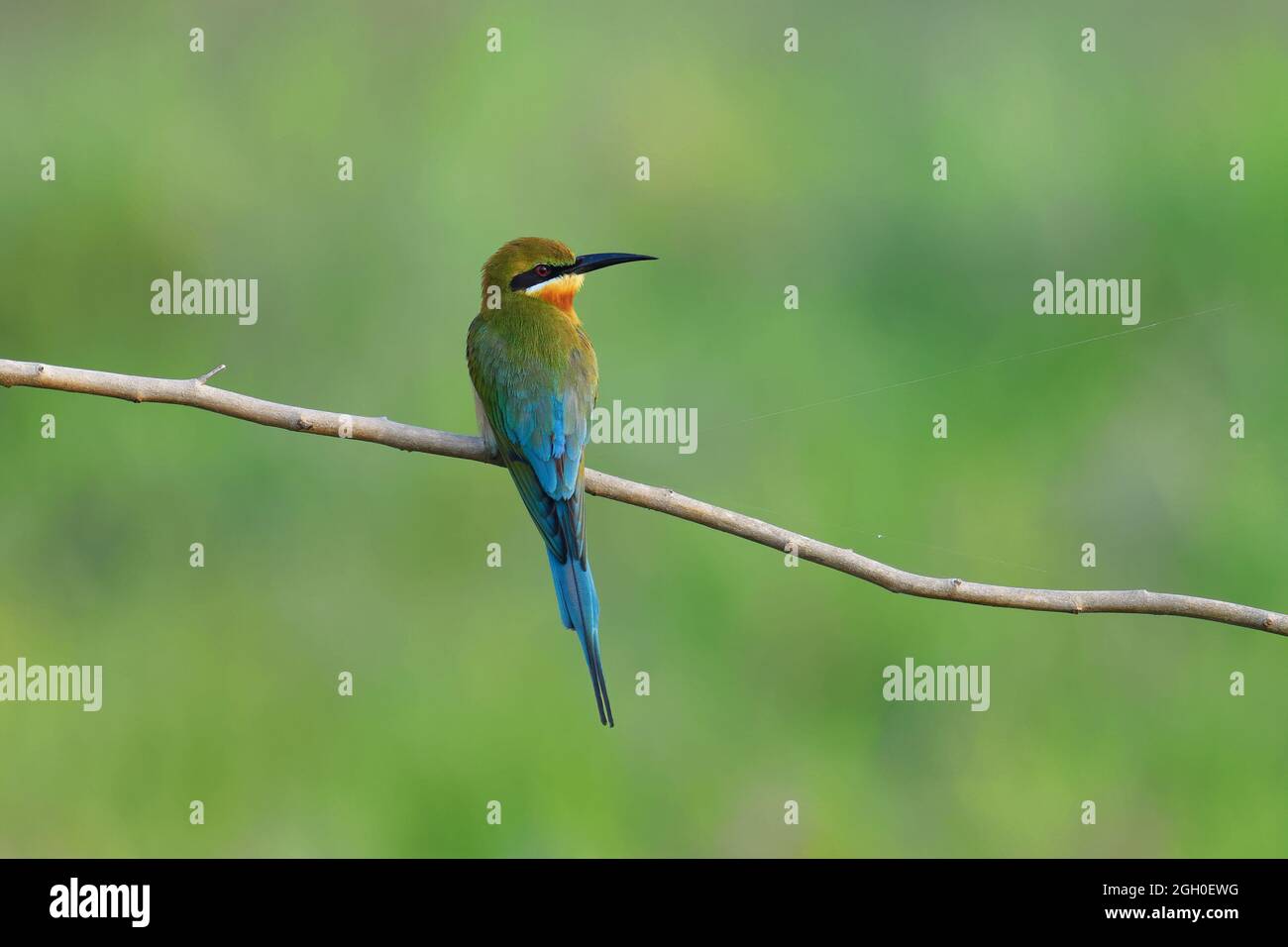 Blue tailed bee eater Stock Photo - Alamy