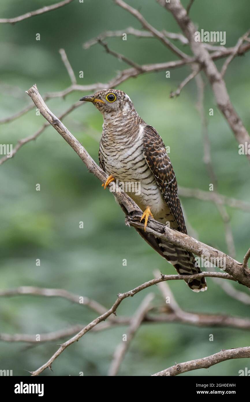 Common cuckoo juvenile hi-res stock photography and images - Alamy