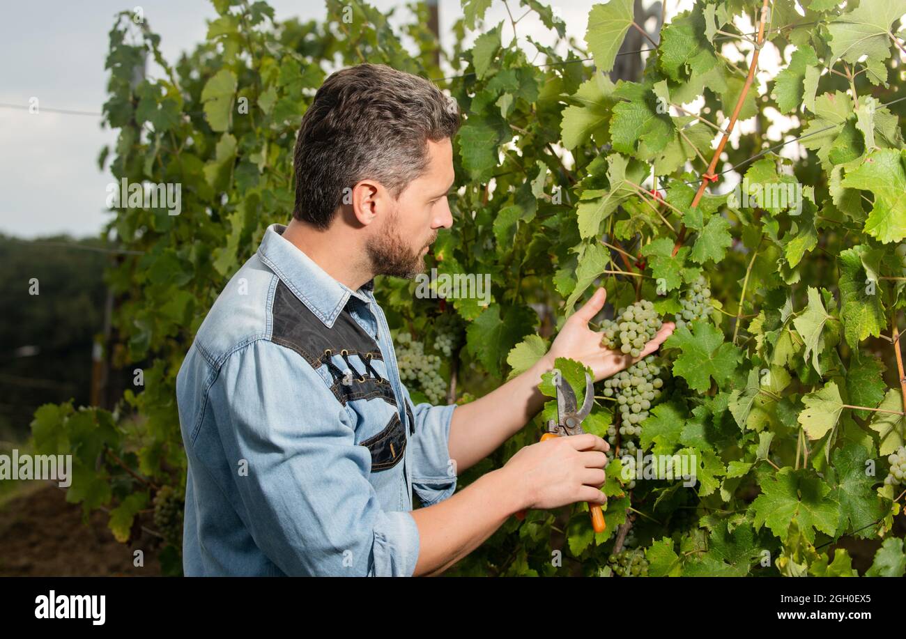harvester cut grapes with gardening scissors, vineyard Stock Photo - Alamy