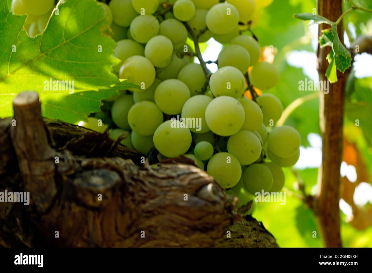 Sea grapes tree hi-res stock photography and images - Alamy