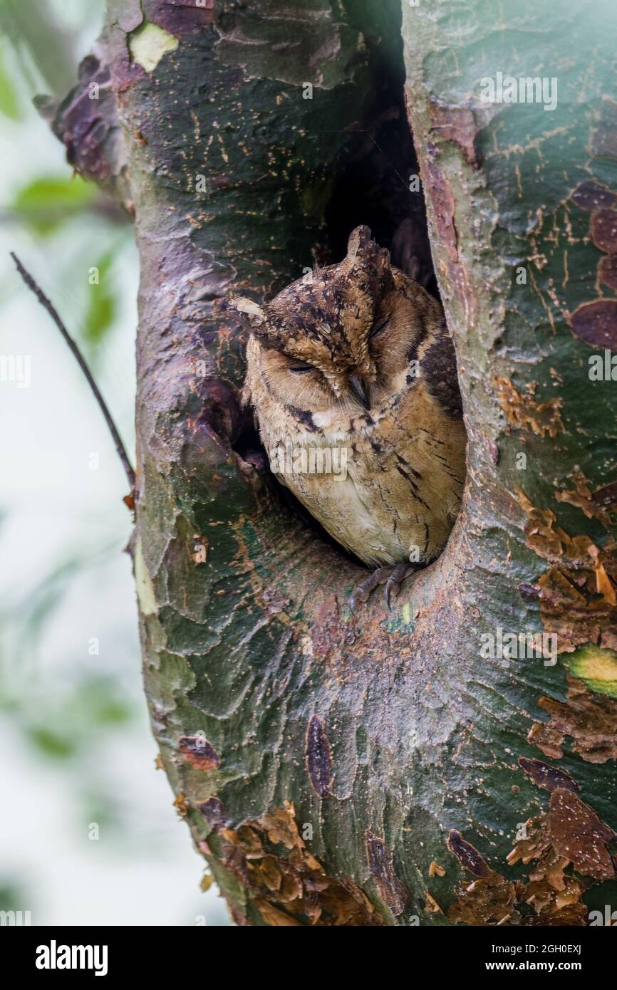 Indian scops owl wild roosting Stock Photo - Alamy