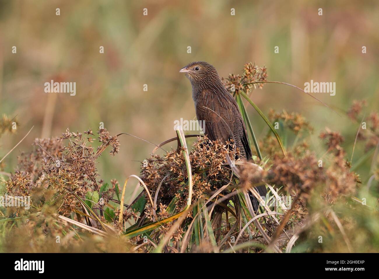 Lesser coucal hi-res stock photography and images - Alamy